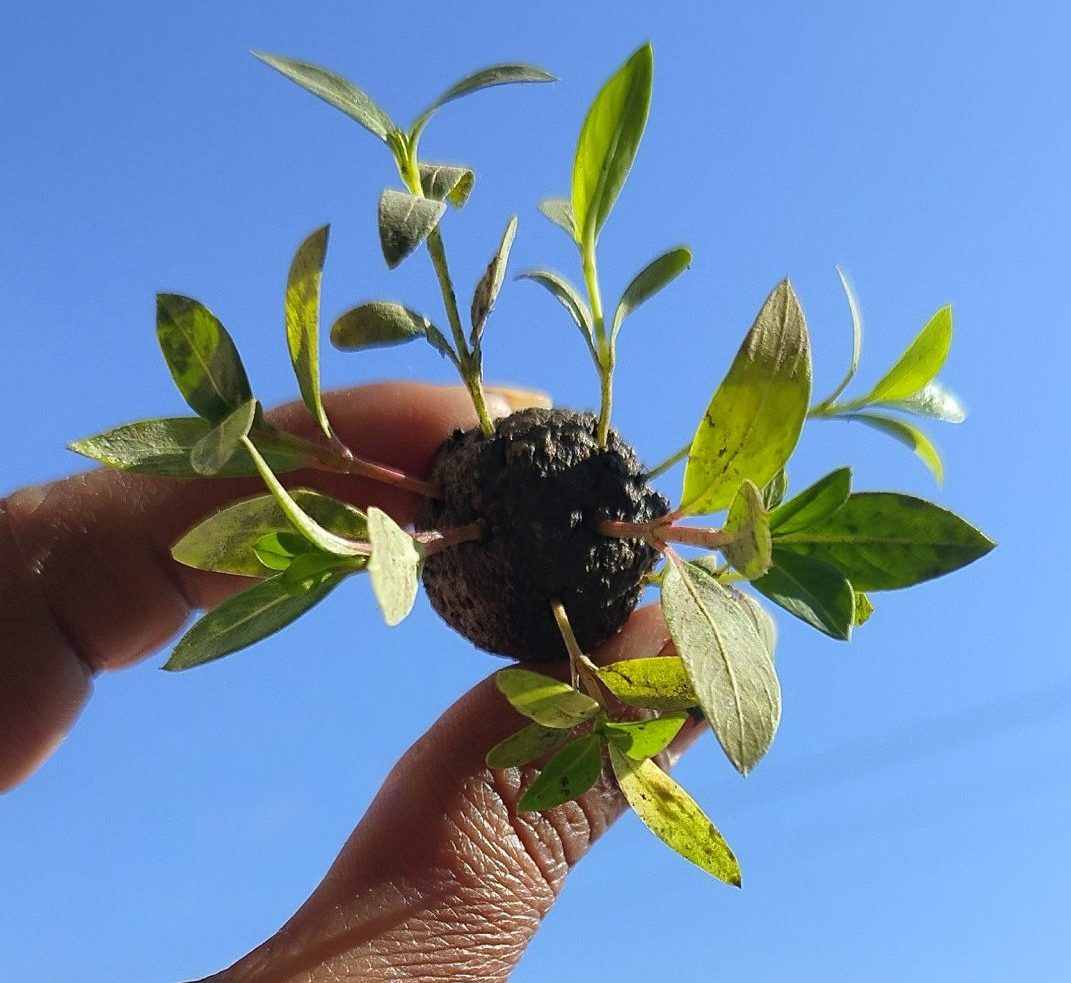 NUTRIBALLS (COATED SEEDS/SEED BALLS) - A&V Agri Nutrient Treasure (AVANT)